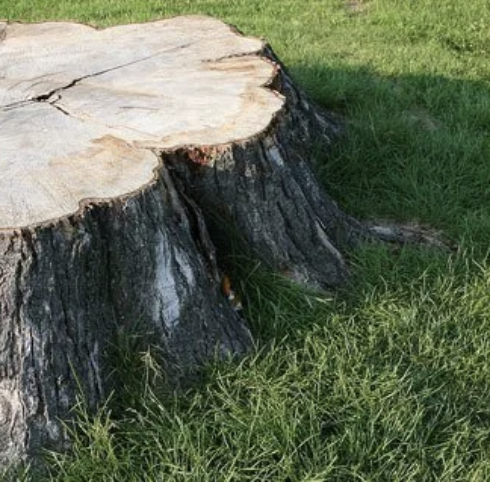 Social - Top Point Tree