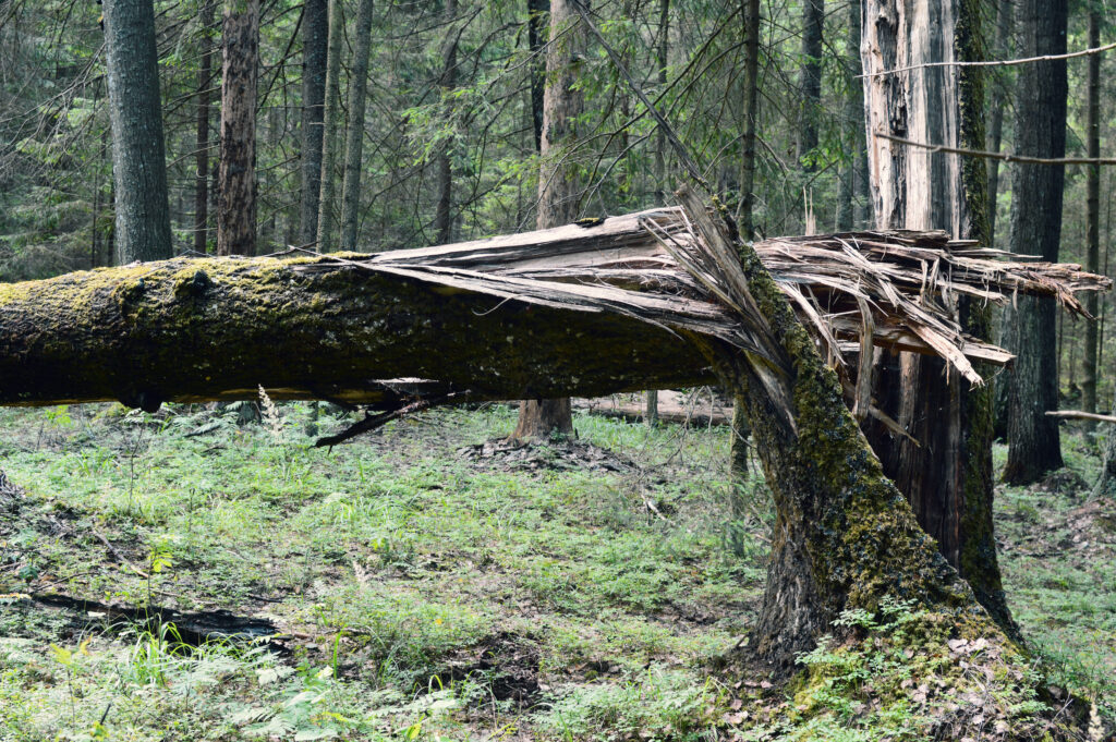 Lightning Protection – Top Point Tree